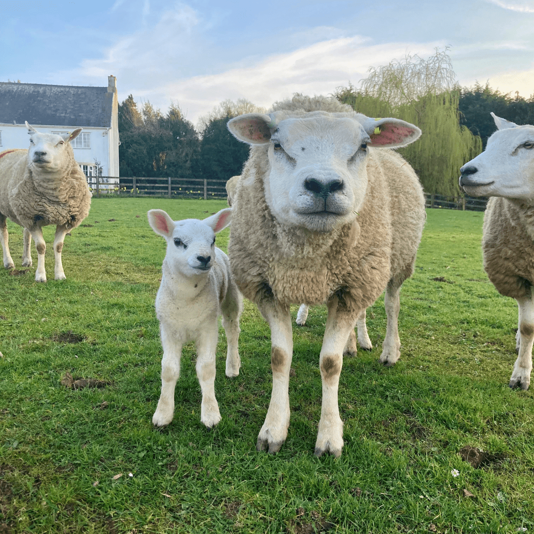 Does any form of technology or modern farming practices contribute to ...