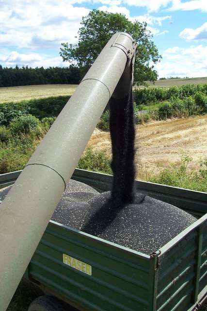 Why do farmers grow oil seed rape?